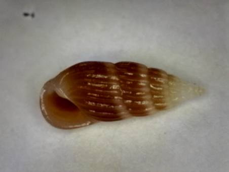 shellauction.net :: Rissoa species - 3550410