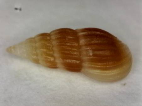 shellauction.net :: Rissoa species - 3550413