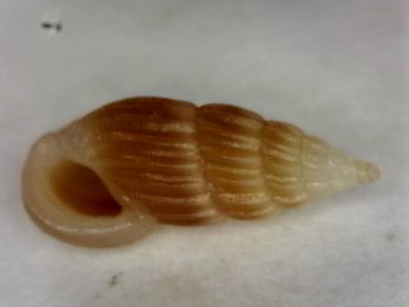 shellauction.net :: Rissoa species - 3550413