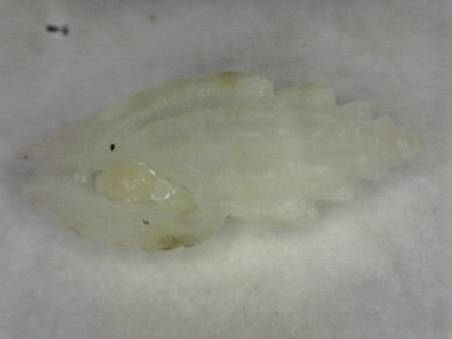 shellauction.net :: Eucithara species - 3550520