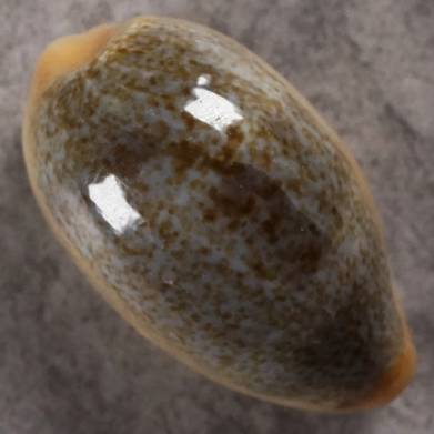 shellauction.net :: Erronea errones f. bimaculata - 3551466