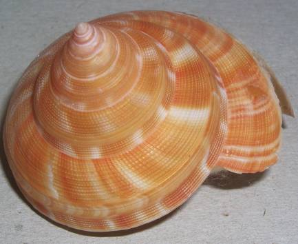 shellauction.net :: Perotrochus vicdani - 3551863