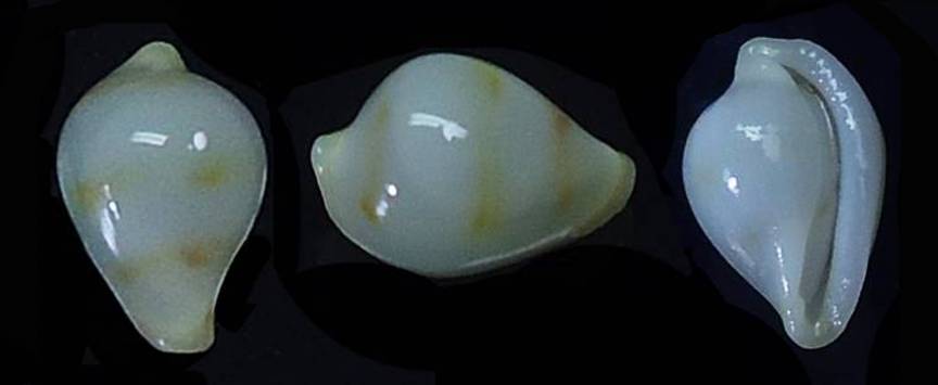 shellauction.net :: Diminovula alabaster - 3552289