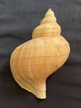 shellauction.net :: Neptunea laticostata - 3552461