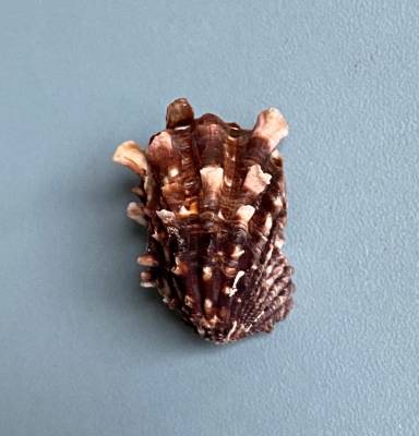 shellauction.net :: Cardita crassicosta - 3552618