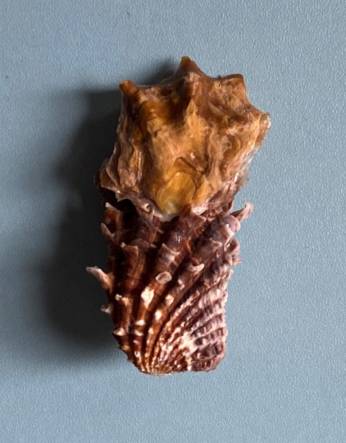 shellauction.net :: Cardita crassicosta - 3552619