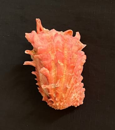 shellauction.net :: Cardita crassicosta - 3552623