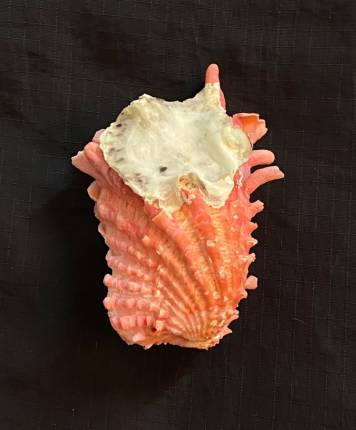 shellauction.net :: Cardita crassicosta - 3552623