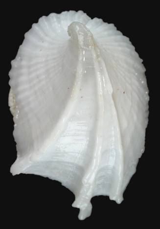 shellauction.net :: Amathina tricarinata - 3552877