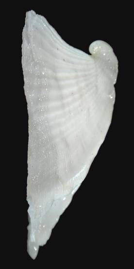 shellauction.net :: Amathina tricarinata - 3552877