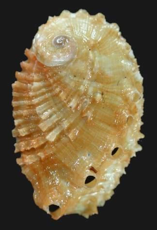 shellauction.net :: Haliotis jacnensis f. - 3552955