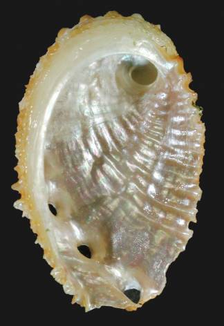 shellauction.net :: Haliotis jacnensis f. - 3552955