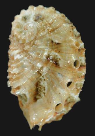 shellauction.net :: Haliotis jacnensis f. - 3552956