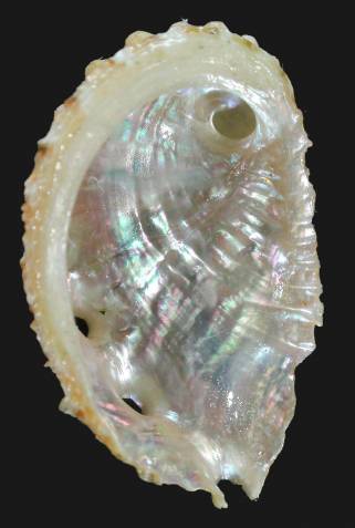 shellauction.net :: Haliotis jacnensis f. - 3552956