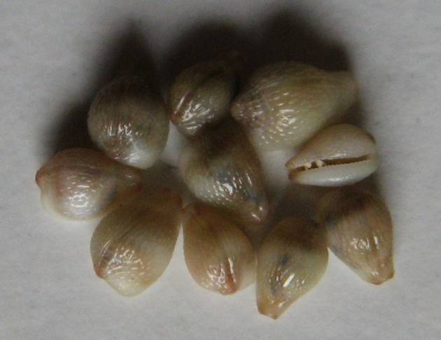 shellauction.net :: Eratoena grata - 3553010