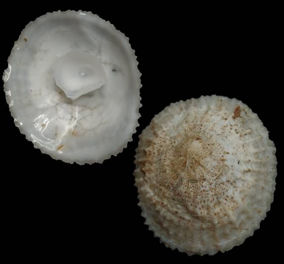 shellauction.net :: Crucibulum umbrella - 3554195