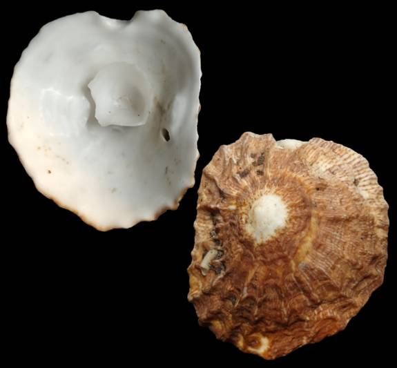 shellauction.net :: Crucibulum umbrella - 3554196