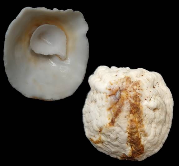 shellauction.net :: Crucibulum cyclopium - 3554201