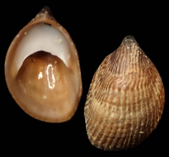 shellauction.net :: Crepidula incurva - 3554271