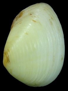 shellauction.net :: Eucrassatella gilchristi - 3554299