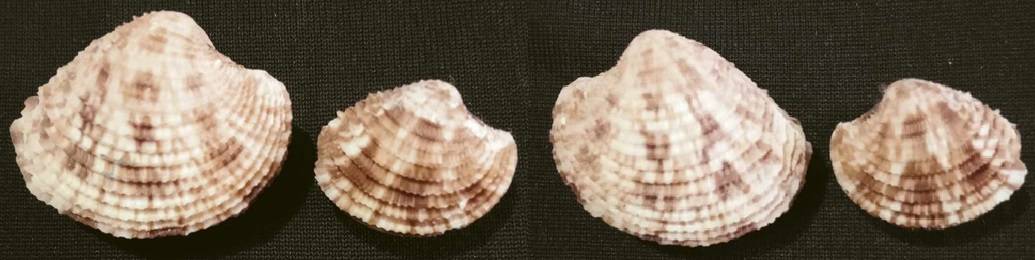 shellauction.net :: Periglypta chemnitzii - 3554529