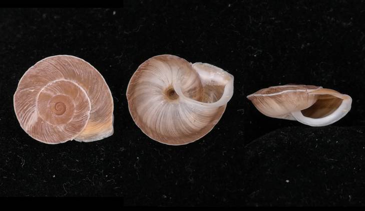 shellauction.net :: Pseudiberus tectumsinense anderssoni - 3554533