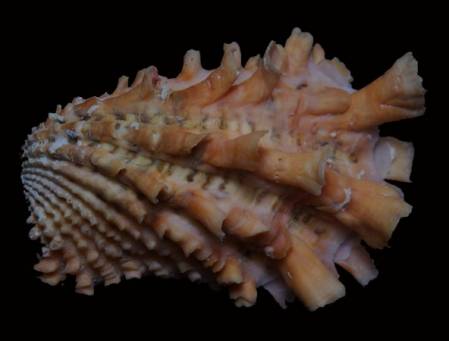 shellauction.net :: Cardita crassicosta - 3554896