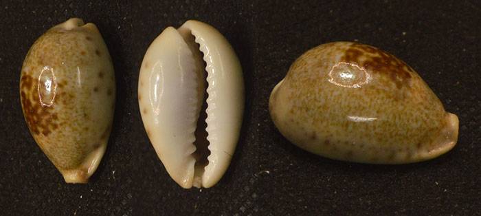 shellauction.net :: Erronea pallida pallida - 3555192