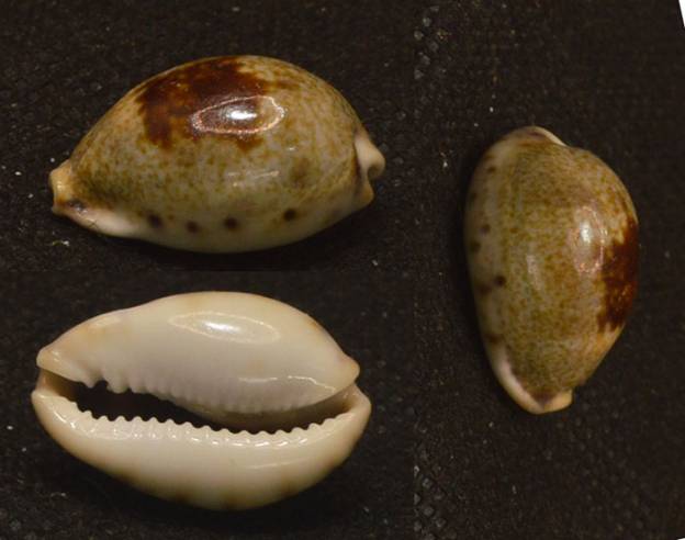 shellauction.net :: Erronea pallida pallida - 3555195