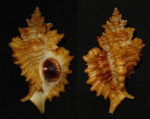 shellauction.net :: Ocenebra erinacea f. hanleyi - 3555926