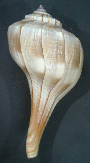 shellauction.net :: Sinistrofulgor contrarium - 3556208