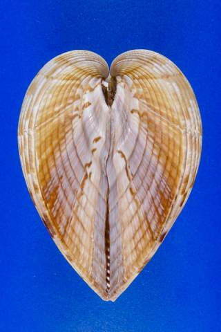 shellauction.net :: Dinocardium robustum vanhyningi - 3557165