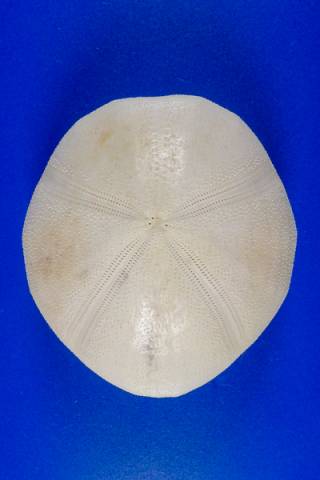 shellauction.net :: Spatangus sp. - 3557310