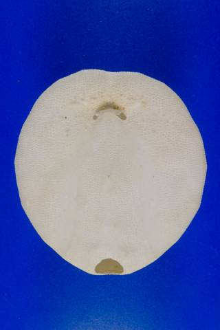 shellauction.net :: Spatangus sp. - 3557310