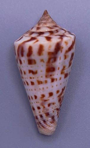 shellauction.net :: Conus regularis - 3557668