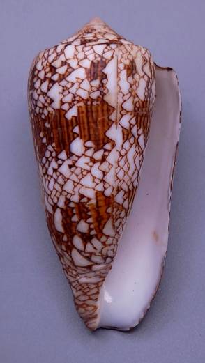 shellauction.net :: Conus textile neovicarius - 3557899