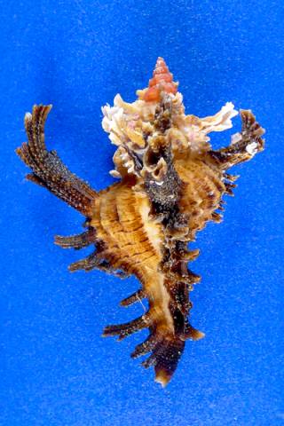 shellauction.net :: Chicoreus felicitatis - 3558251