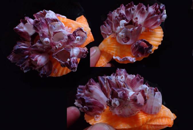 shellauction.net :: Chlamys senatoria - 3558382