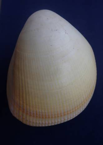 shellauction.net :: Laevicardium elatum - 3558405