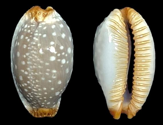 shellauction.net :: Cypraea limacina limacina - 3558588