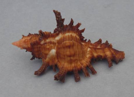 shellauction.net :: Chicoreus bourguignati - 3558997