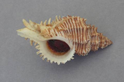 shellauction.net :: Murexsul octogonus - 3559062