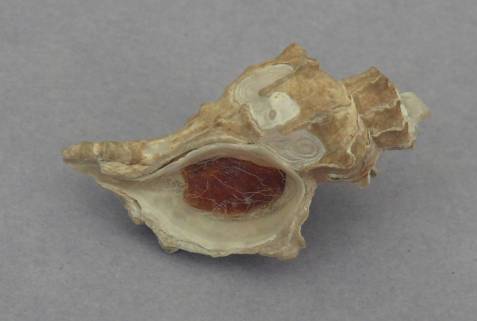 shellauction.net :: Nipponotrophon gorgon - 3559110