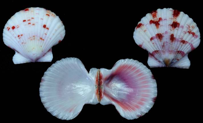 shellauction.net :: Annachlamys reevei - 3559162