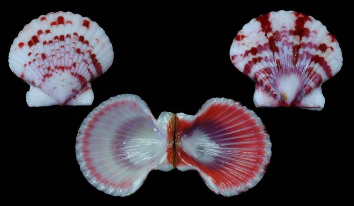 shellauction.net :: Annachlamys reevei - 3559227