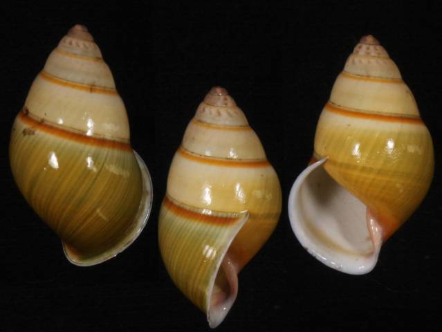 shellauction.net :: Amphidromus johnabbasi - 3559710