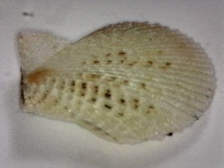 shellauction.net :: Pectin species - 3559889