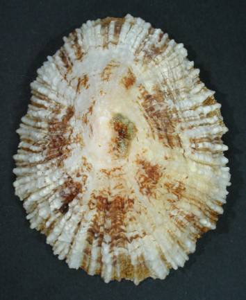 shellauction.net :: Patella ulyssiponensis - 3560035