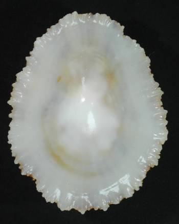 shellauction.net :: Patella ulyssiponensis - 3560035