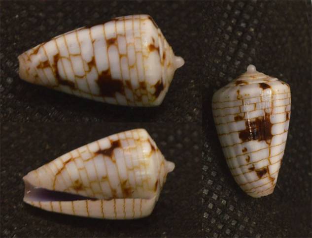 shellauction.net :: Conus boschi - 3560050